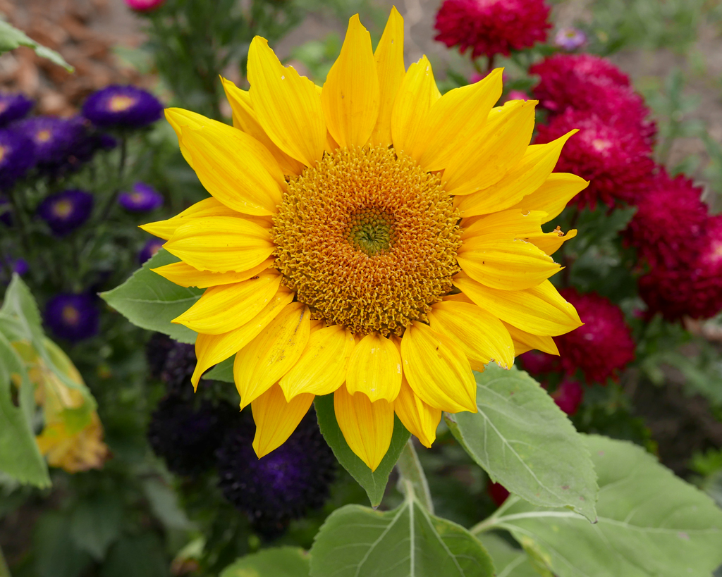 Lama Zopa Rinpoche Visits the Annual Flower Exhibition in Paro, Bhutan ...