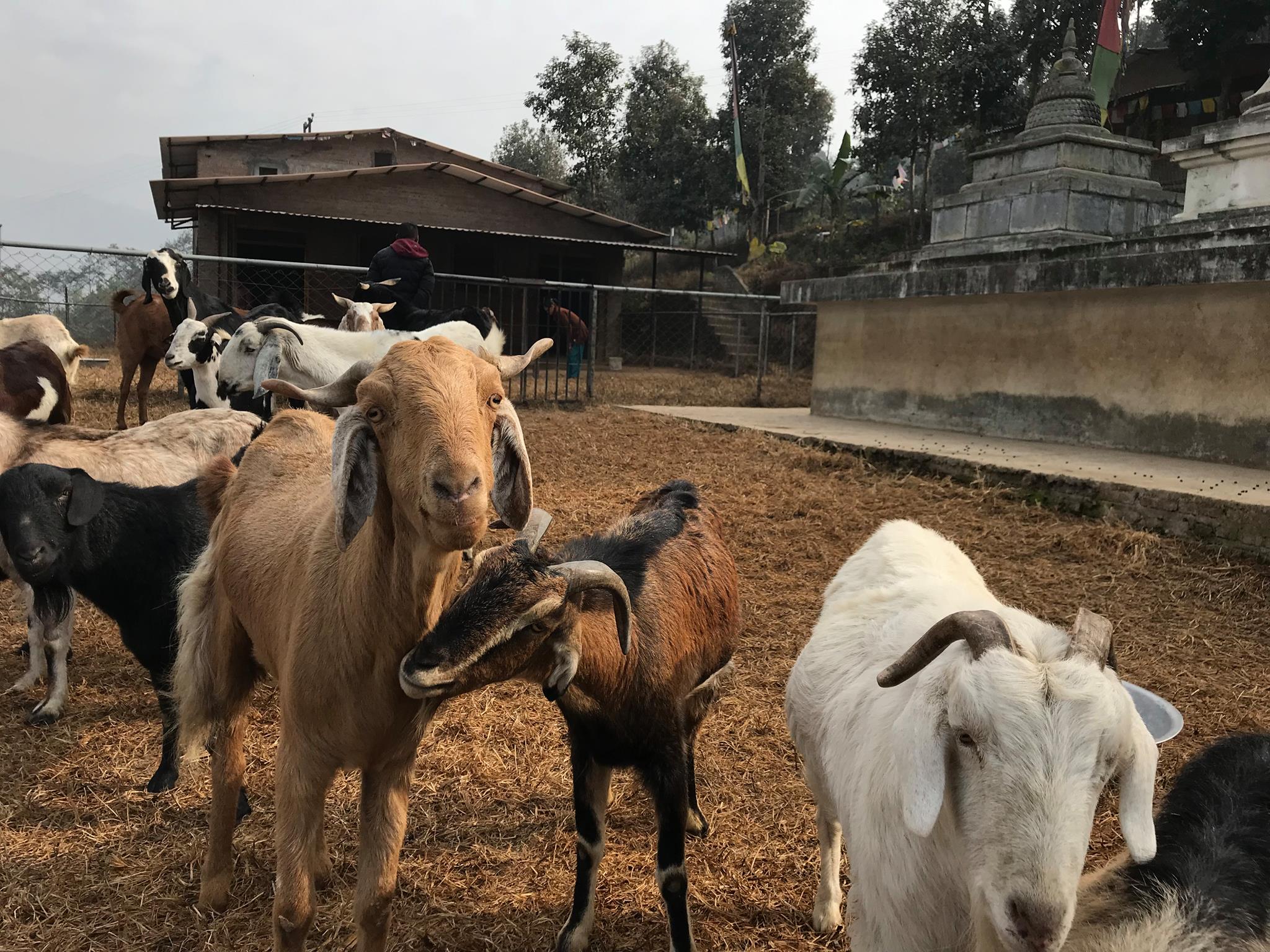 The Animal Liberation Sanctuary, Nepal: Saving Animals from Untimely ...