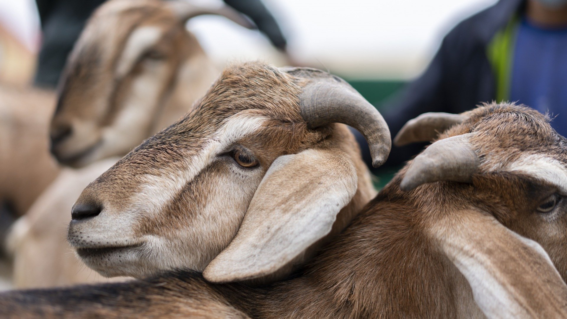 Benefiting the Animals– Rejoicing in a Year of Support Offered - FPMT