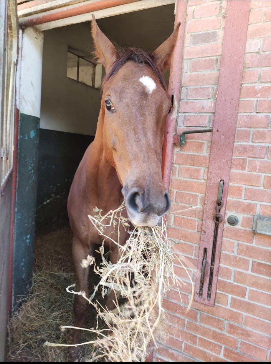 Benefiting the Animals– Rejoicing in a Year of Support Offered - FPMT