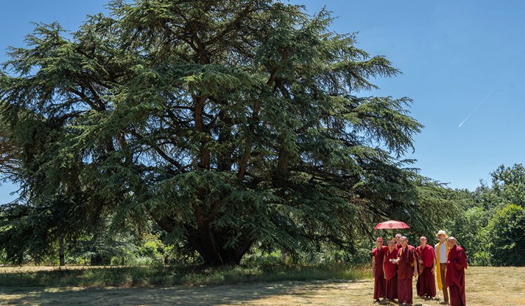 Scholarships Available for the Next FPMT Masters Programs! - FPMT